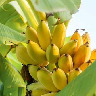 Exotic Plant & Deroose Plants