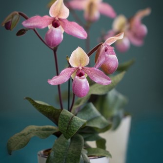 Exotic Plant & Deroose Plants