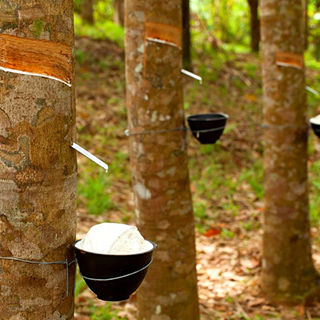 Exotic Plant & Deroose Plants