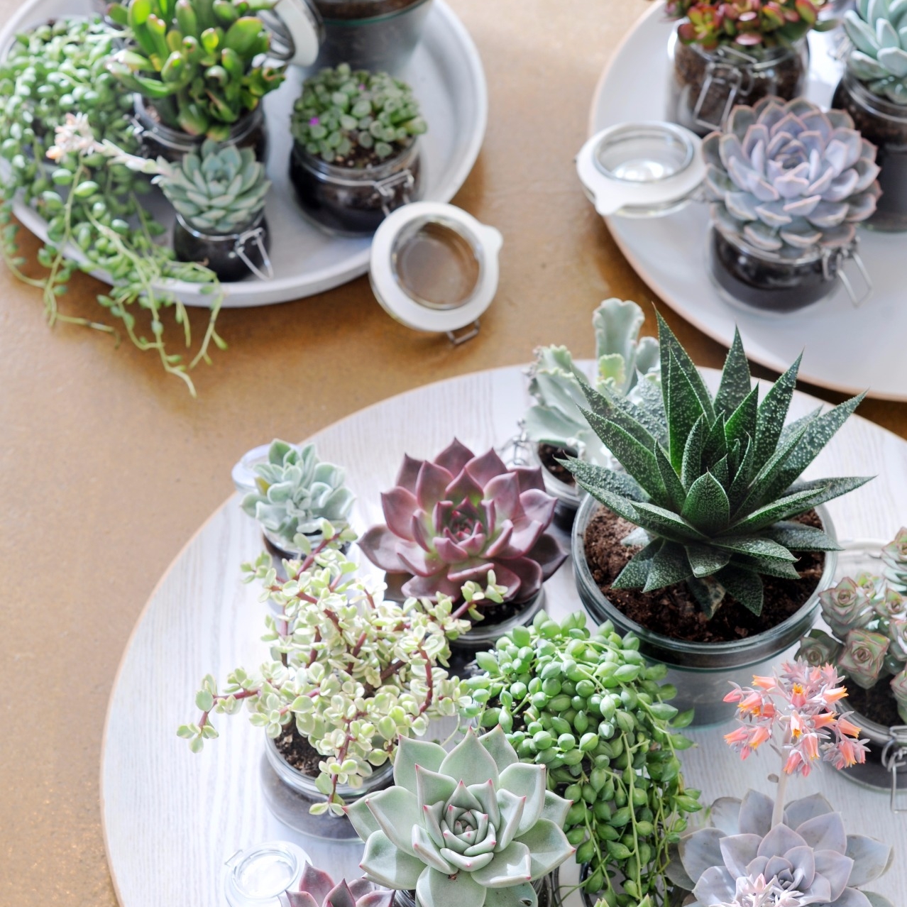 Exotic Plant & Deroose Plants